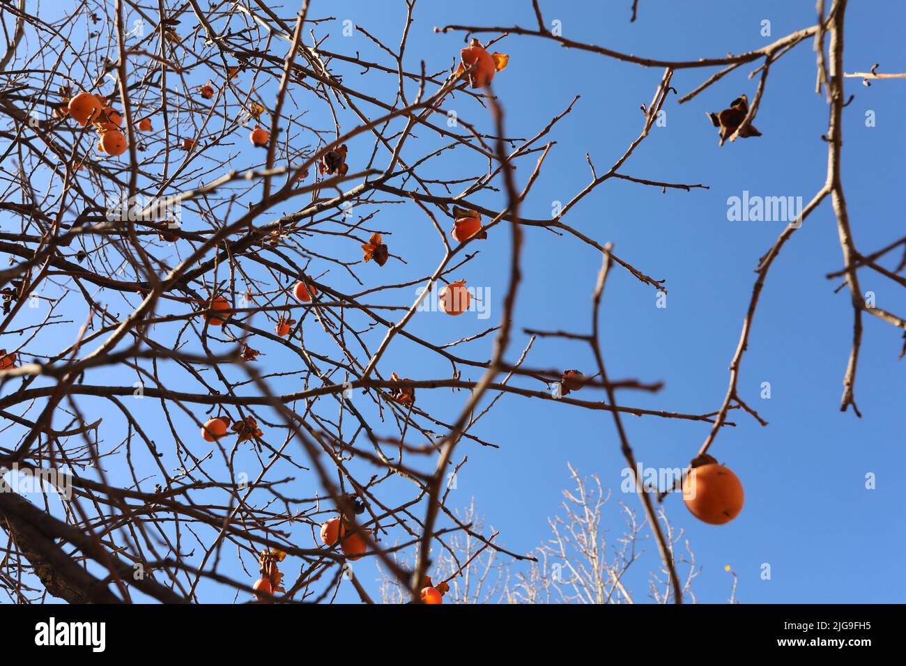Autumn garden, permaculture field to grow fresh vegetable, leaves ...
