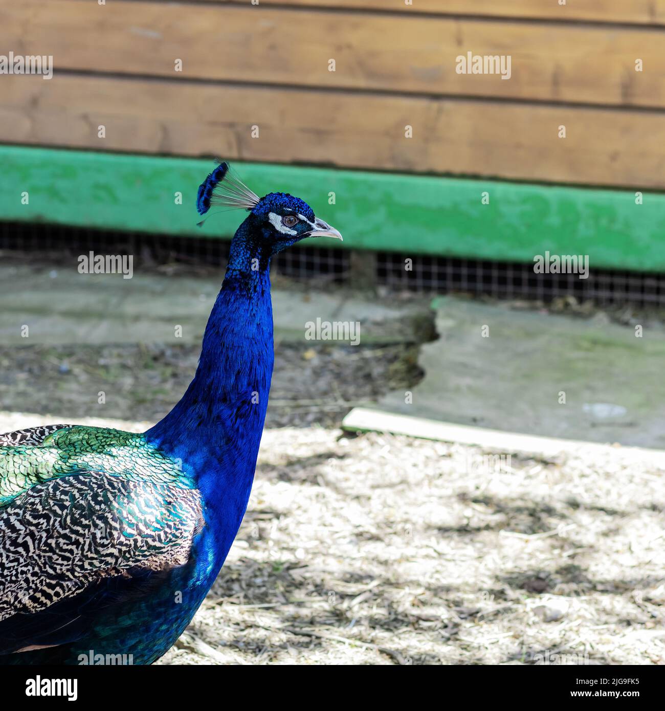 A peacock with a long neck and blue comb walks in the yard. Royal bird ...