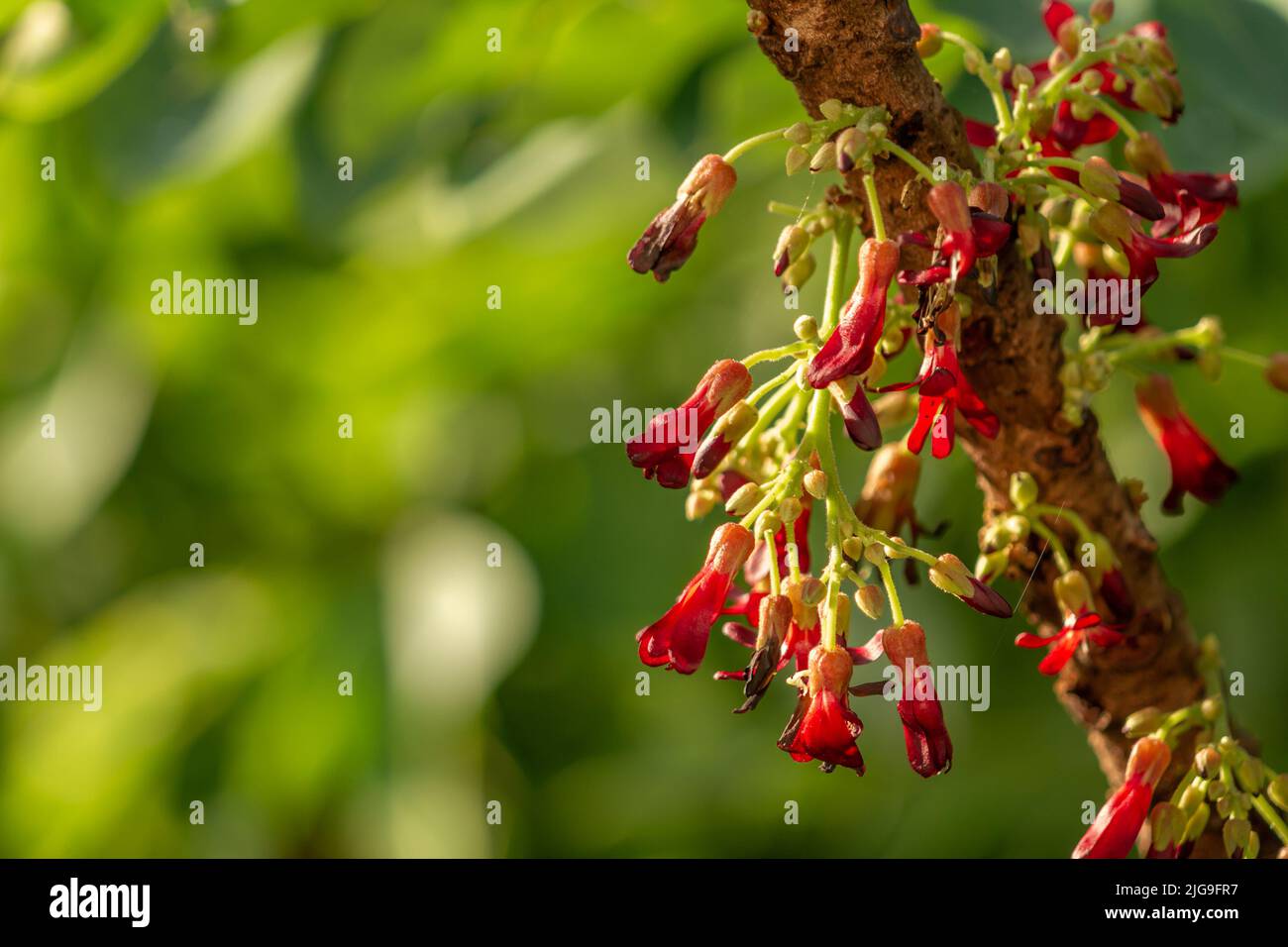 Bilimbi flower shaped like a small red bell, green leaves background on ...
