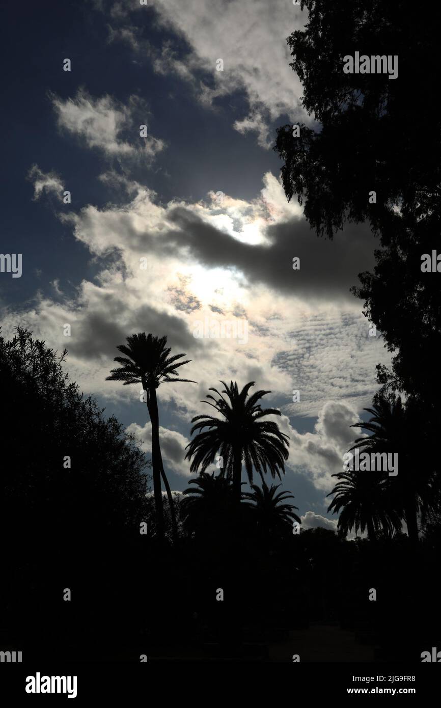 Backlight with palm tree in cloudy blue sky Stock Photo - Alamy
