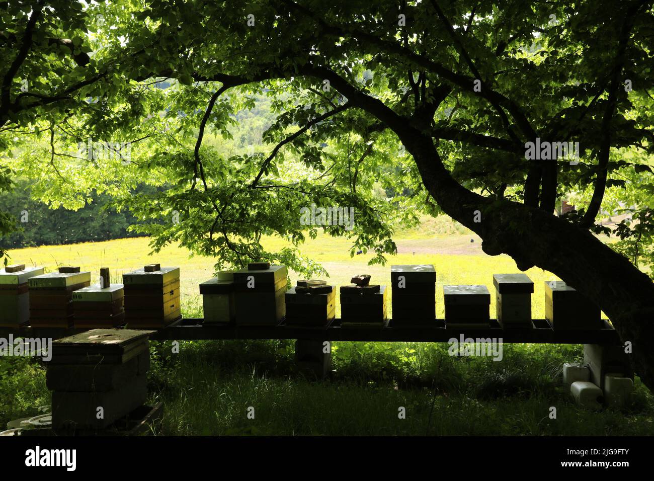 Beehive in the nature, Bee hive in a green garden Stock Photo - Alamy