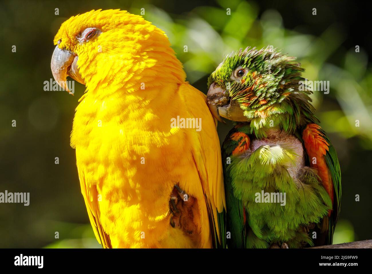 Green and yellow parakeets couple relaxing in Pantanal, Brazil Stock ...