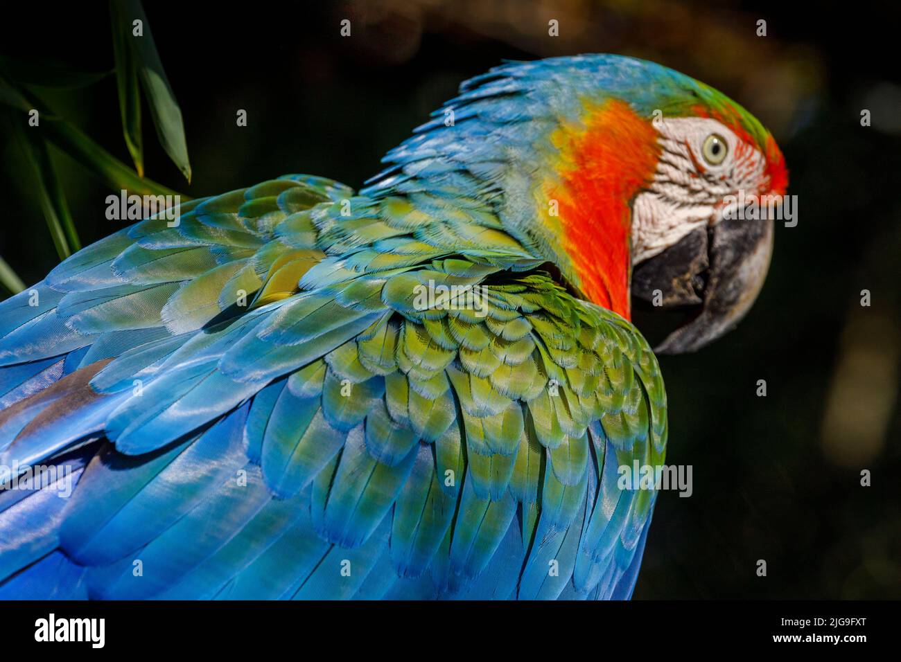 Colorful Macaw parrot back view wings Stock Photo - Alamy