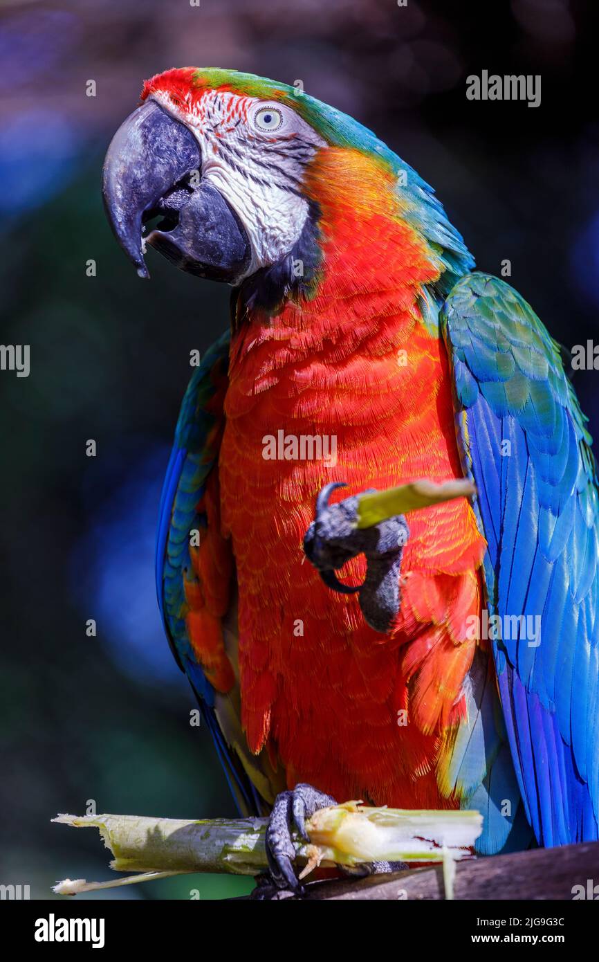 Parrot looking at camera hi-res stock photography and images - Alamy
