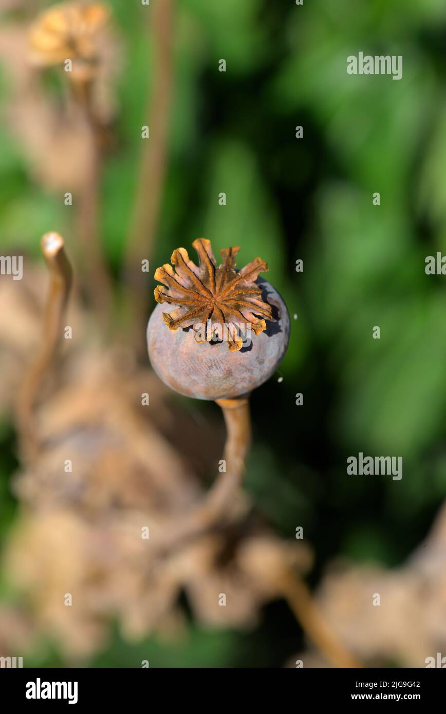 Poppy fruit hi-res stock photography and images - Alamy