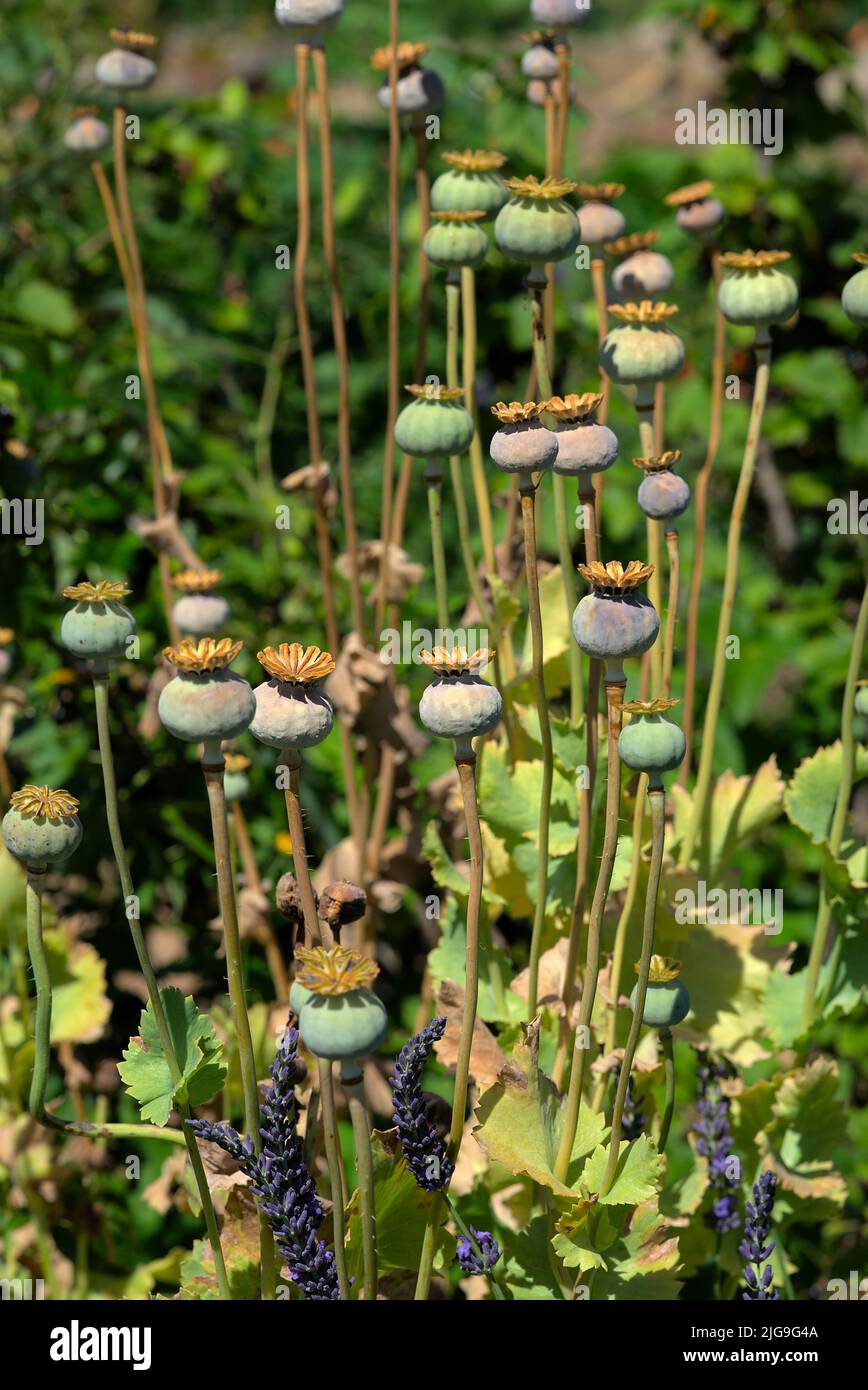 Poppy fruit hi-res stock photography and images - Alamy