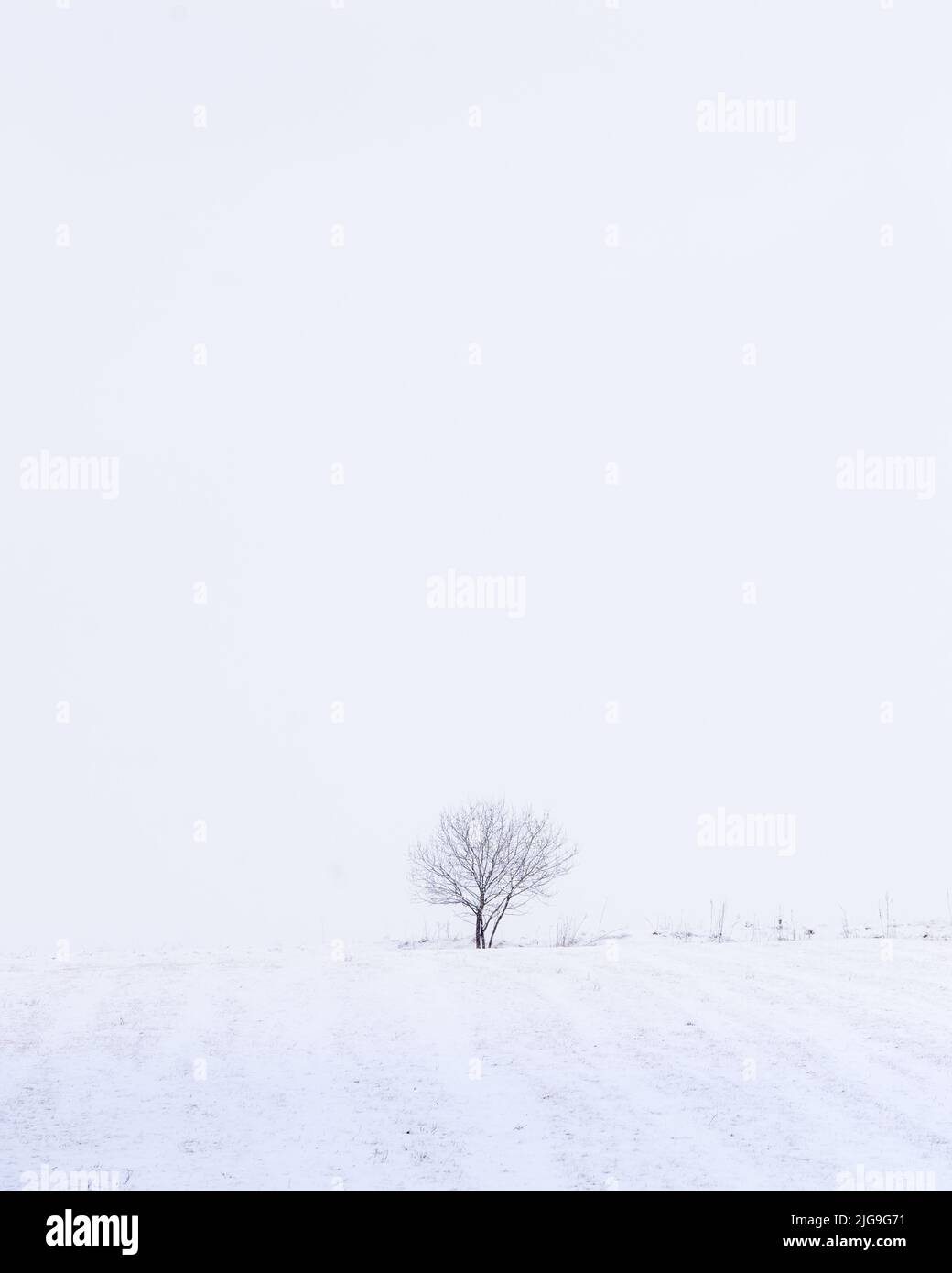 Simple winter landscape with Isolated tree on a field during snow storm ...