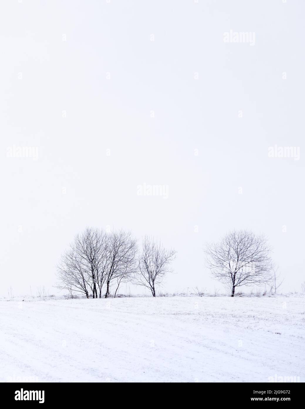Winter landscape with Isolated trees on a field during snow storm ...