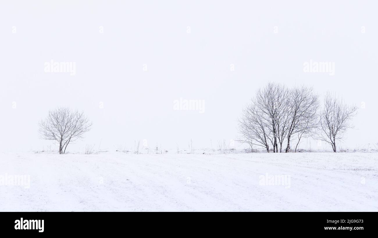 Winter landscape with Isolated trees on a field during snow storm ...