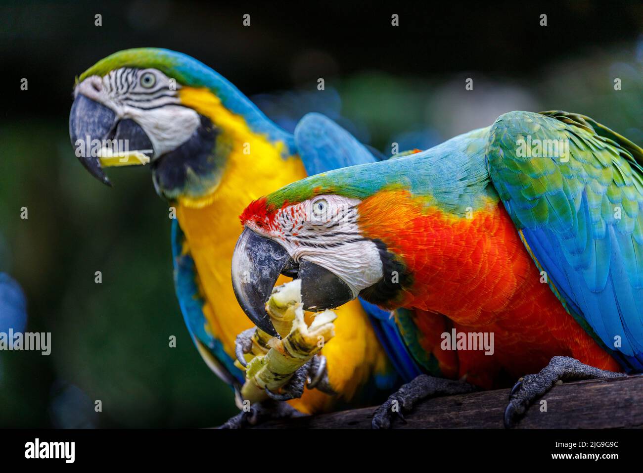 Colorful Scarlet and yellow blue macaw eating together in Pantanal ...
