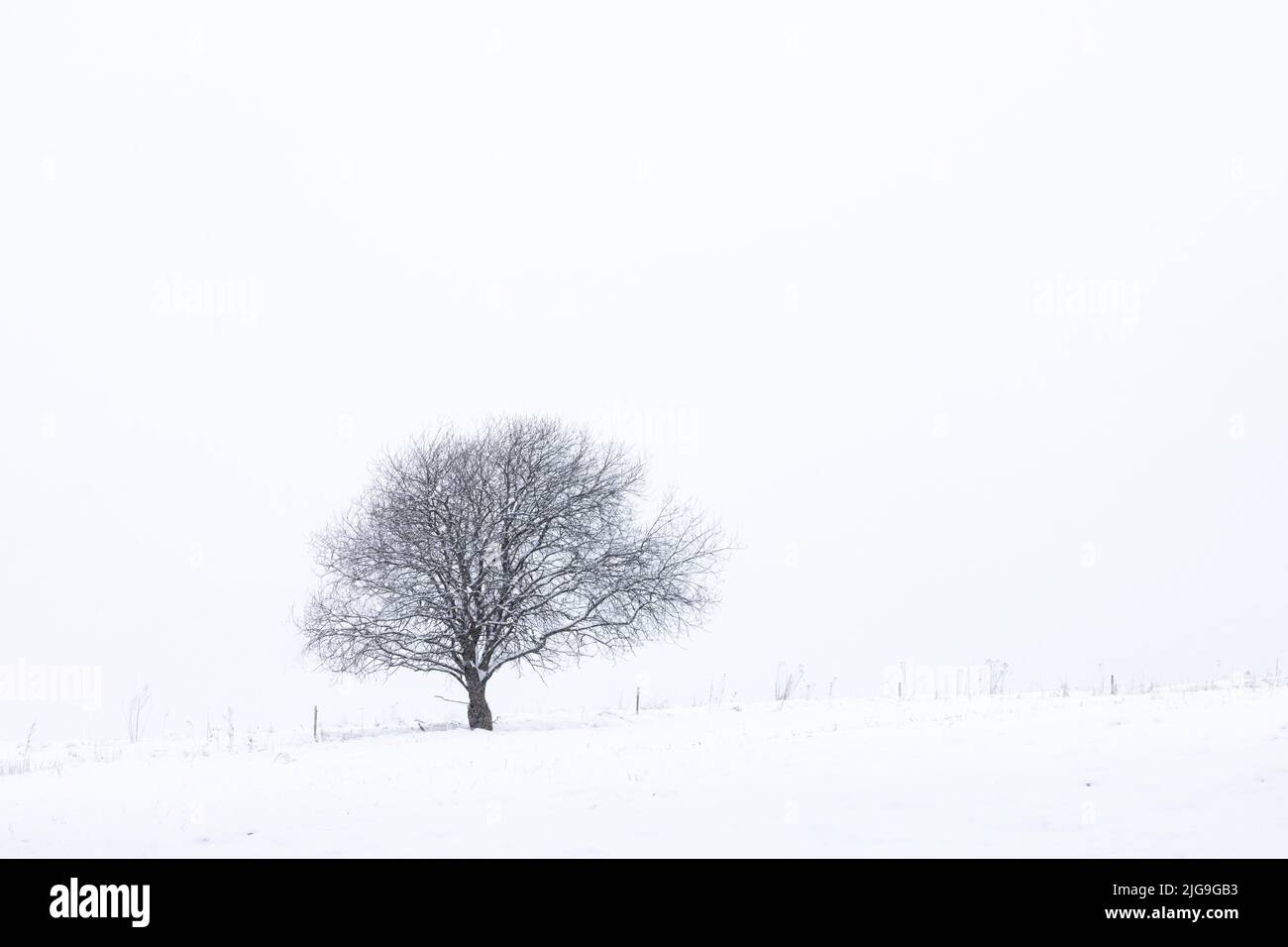 Winter landscape with Isolated tree on a field during snow storm ...