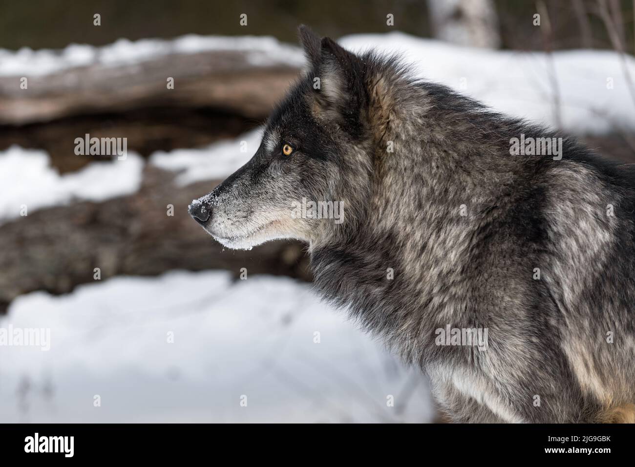 Black Phase Grey Wolf (Canis lupus) Looks Left Log Behind Winter ...