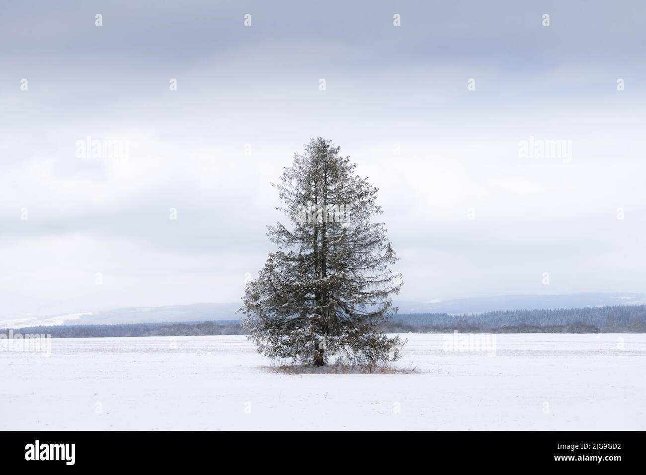 Coniferous tree hi-res stock photography and images - Alamy