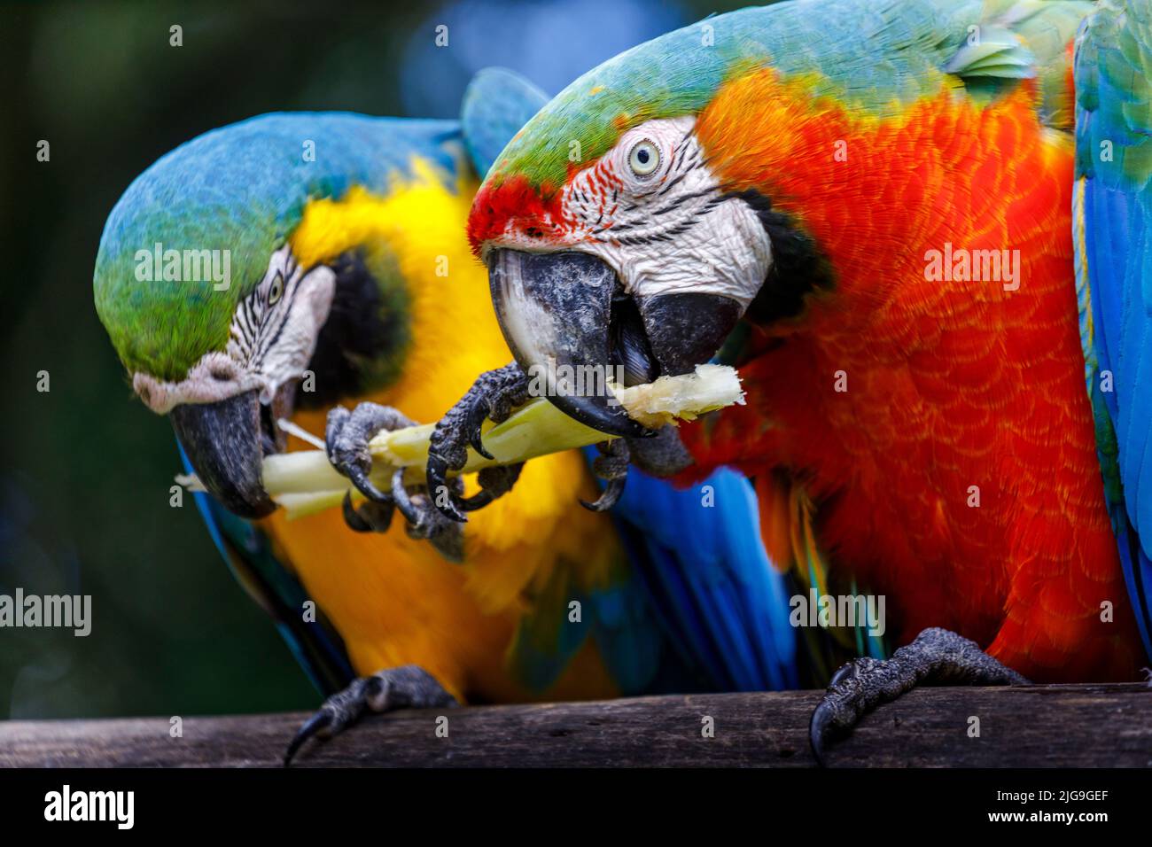 Colorful Scarlet and yellow blue macaw eating together in Pantanal, Brazil Stock Photo - Alamy