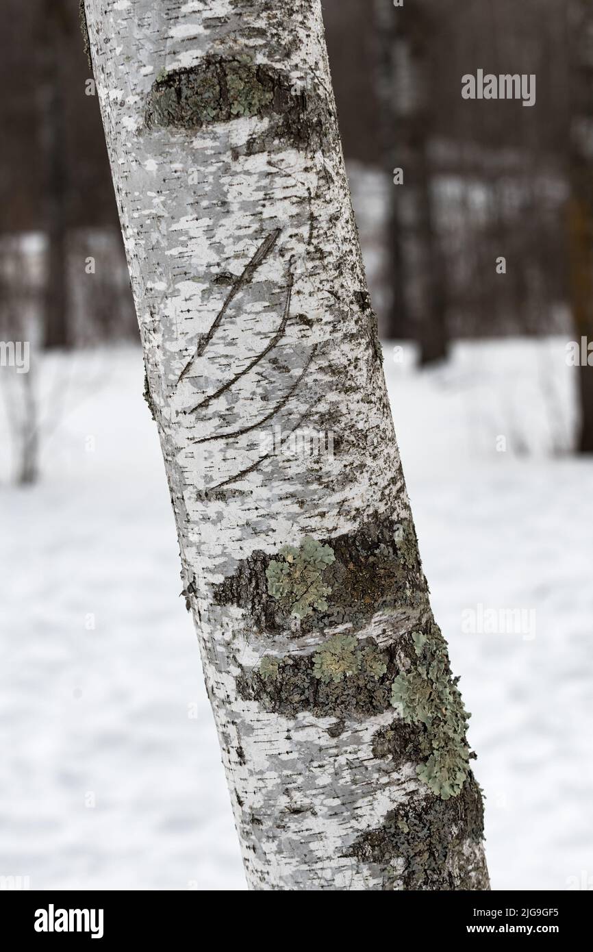 Claw marks tree hi-res stock photography and images - Alamy