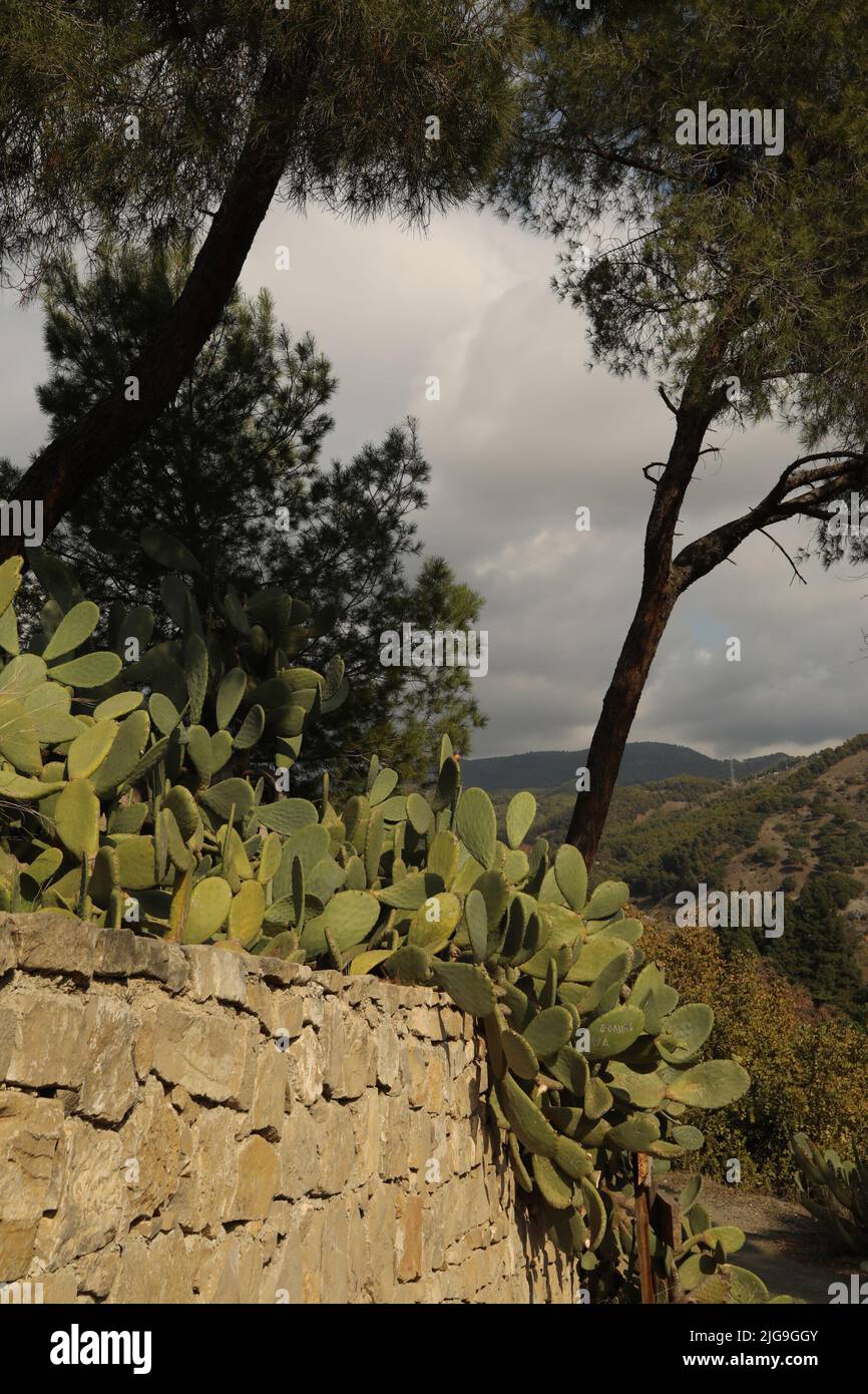 Climbing cactus hi-res stock photography and images - Alamy