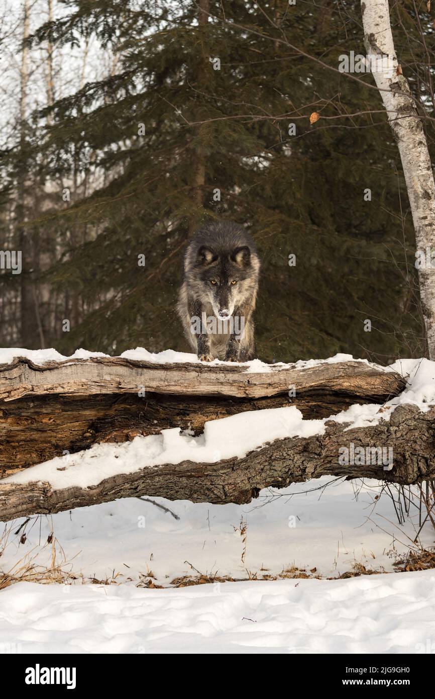 Black Phase Grey Wolf (Canis lupus) Jumps Up on Log Winter - captive ...
