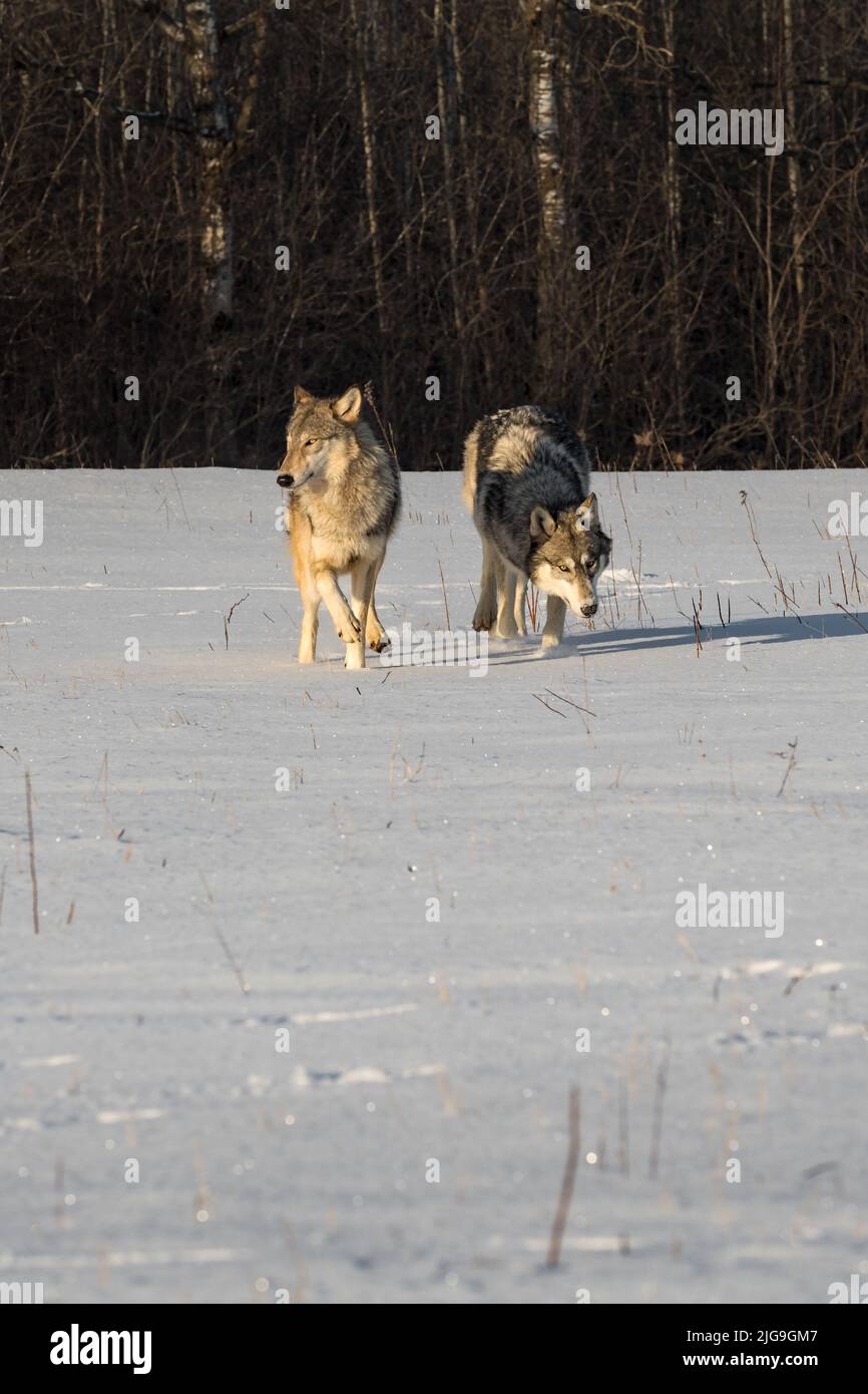 Pair of Grey Wolves (Canis lupus) Runs Forward in Field Winter ...