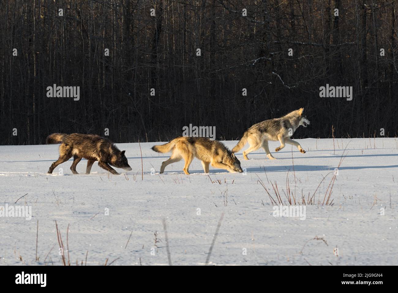 Grey Wolf Pack (Canis lupus) Runs Right in Field Past Woods Winter ...