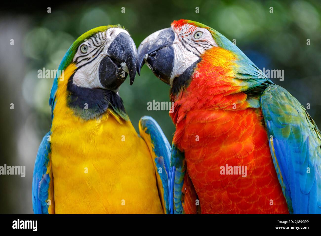 Colorful Scarlet and yellow blue macaw eating together in Pantanal, Brazil Stock Photo - Alamy