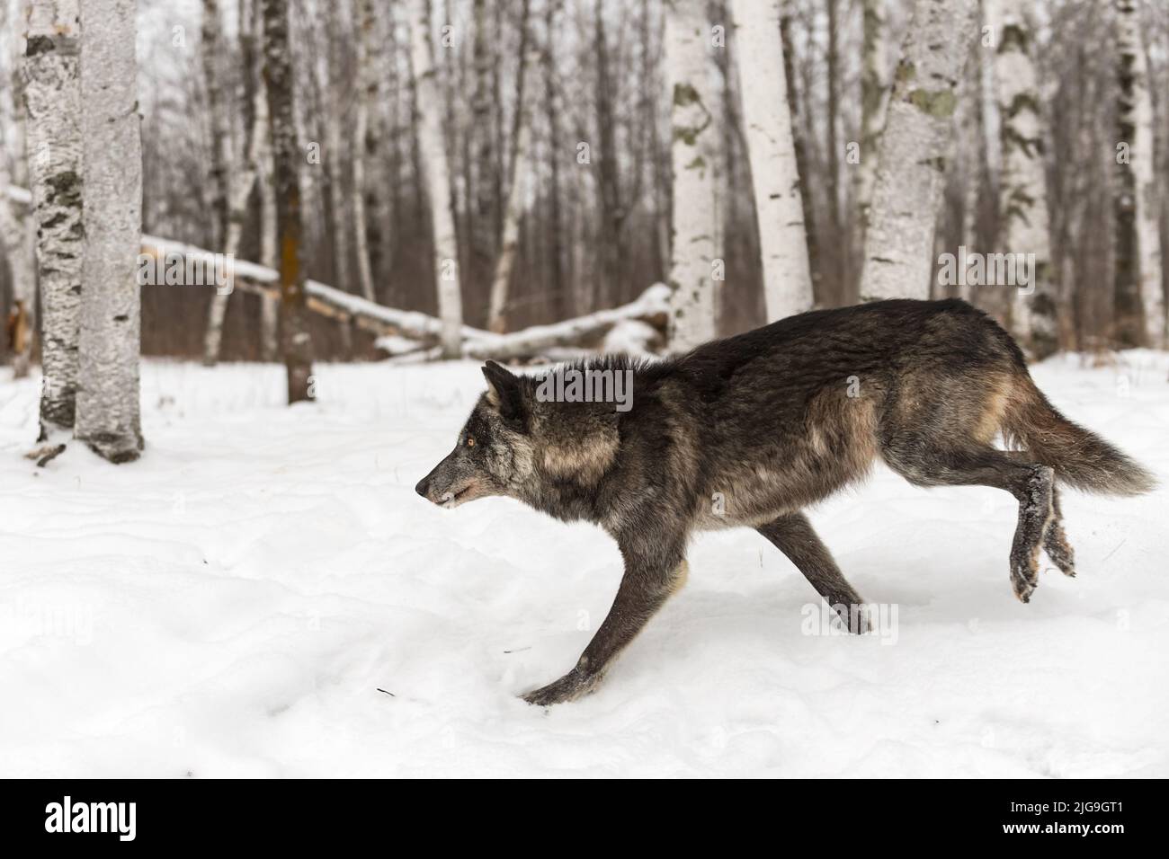 Black Phase Grey Wolf (Canis lupus) Runs Left Past Woods Back Feet Up ...