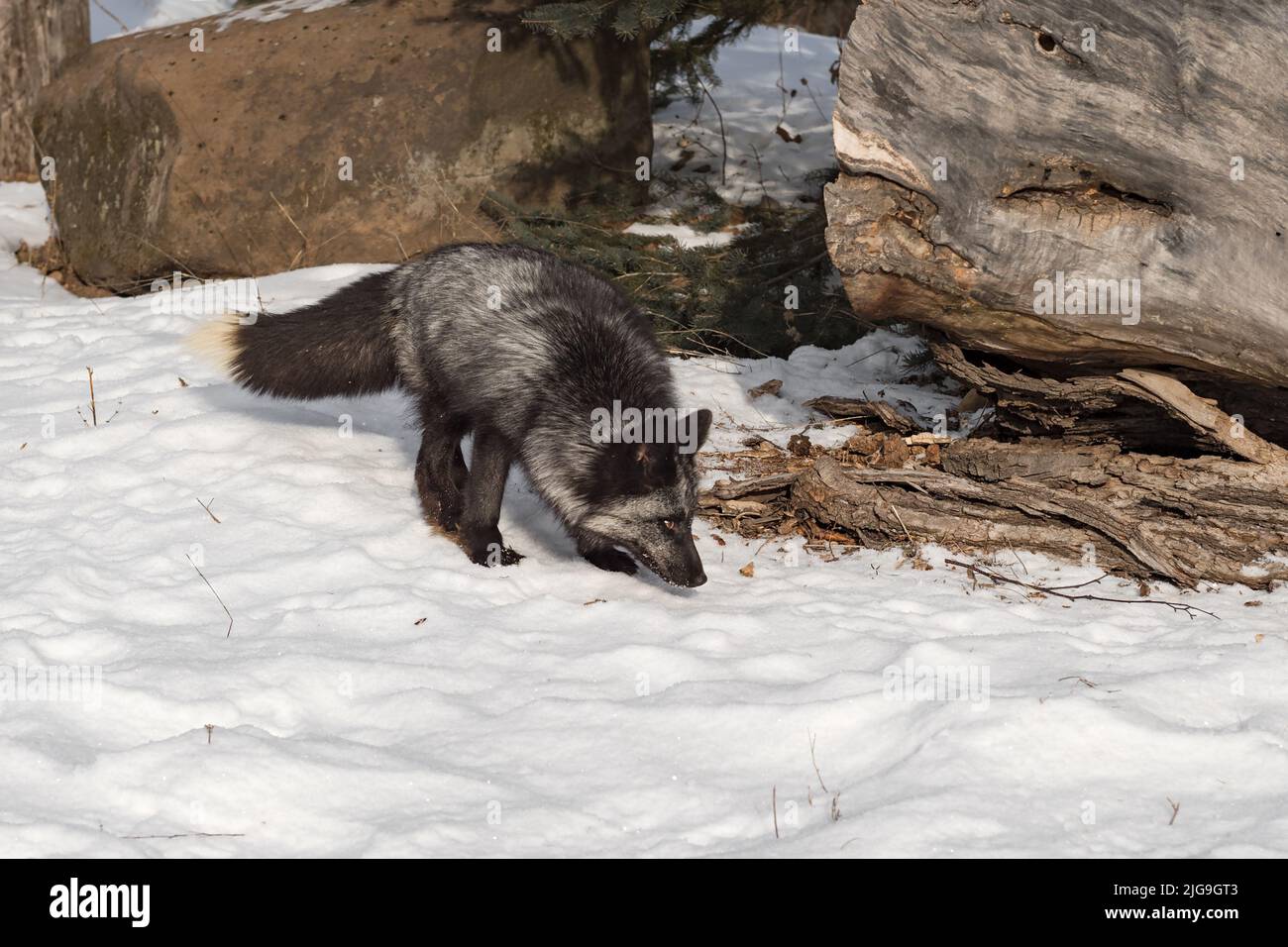 Silver Fox (Vulpes vulpes) Walks Towards Log Nose Down Winter - captive ...
