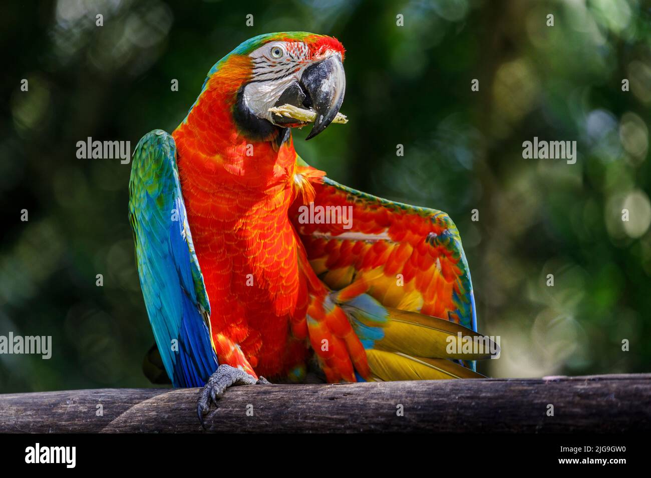 Central florida zoo orlando hi-res stock photography and images - Alamy