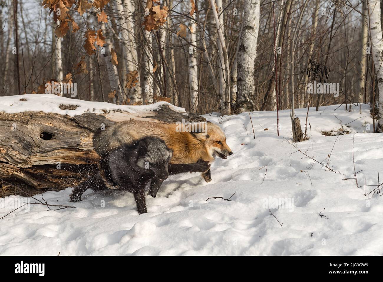 Silver and Red Fox (Vulpes vulpes) Push and Shove As They Run Winter ...