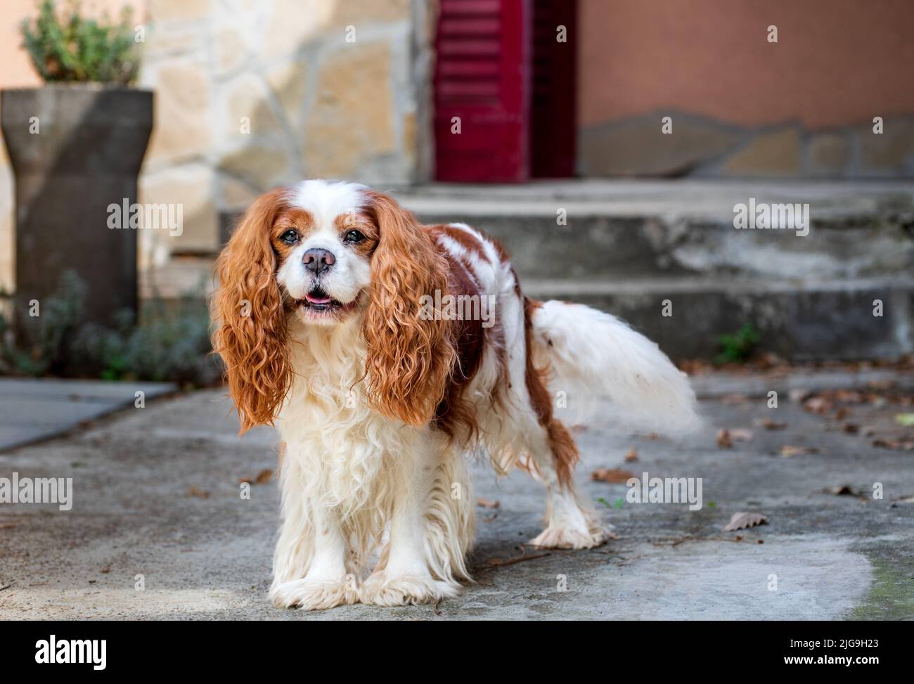The old cavalier king charles spaniel Stock Photo - Alamy