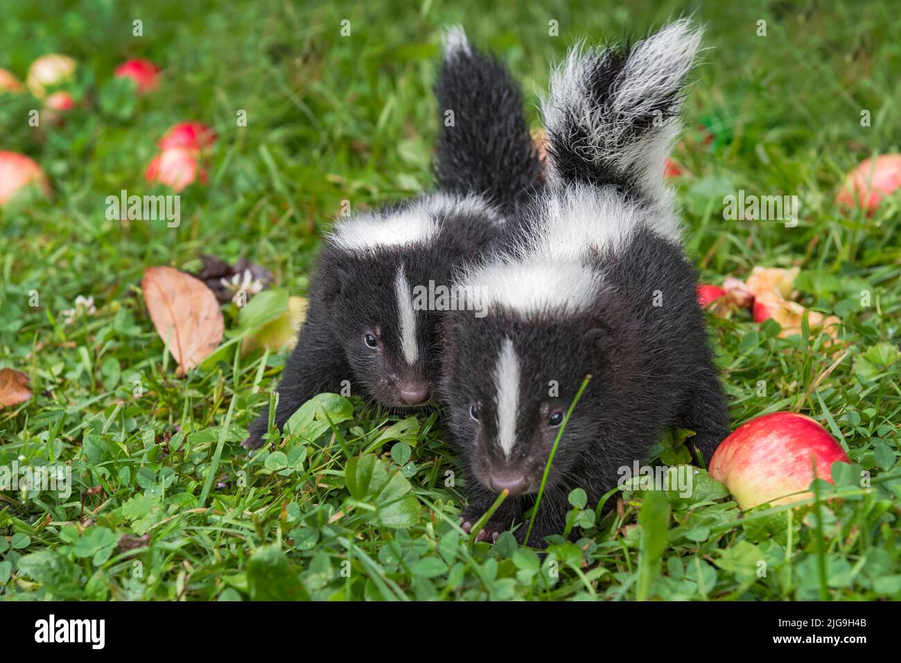 Striped Skunk (Mephitis mephitis) Kits Walk Forward Together Summer ...