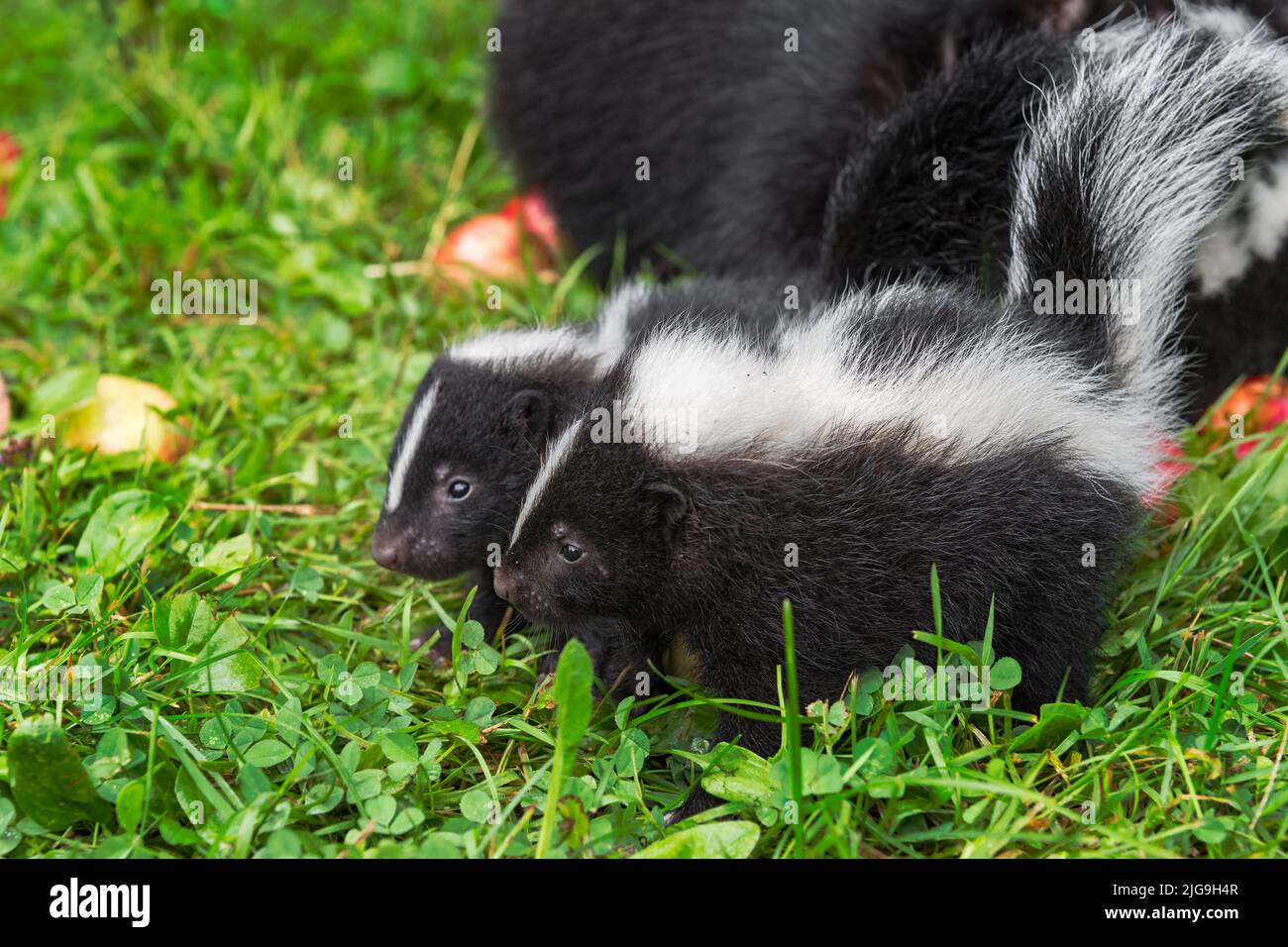 Two Striped Skunk (Mephitis mephitis) Kits Stand Side By Side Summer ...