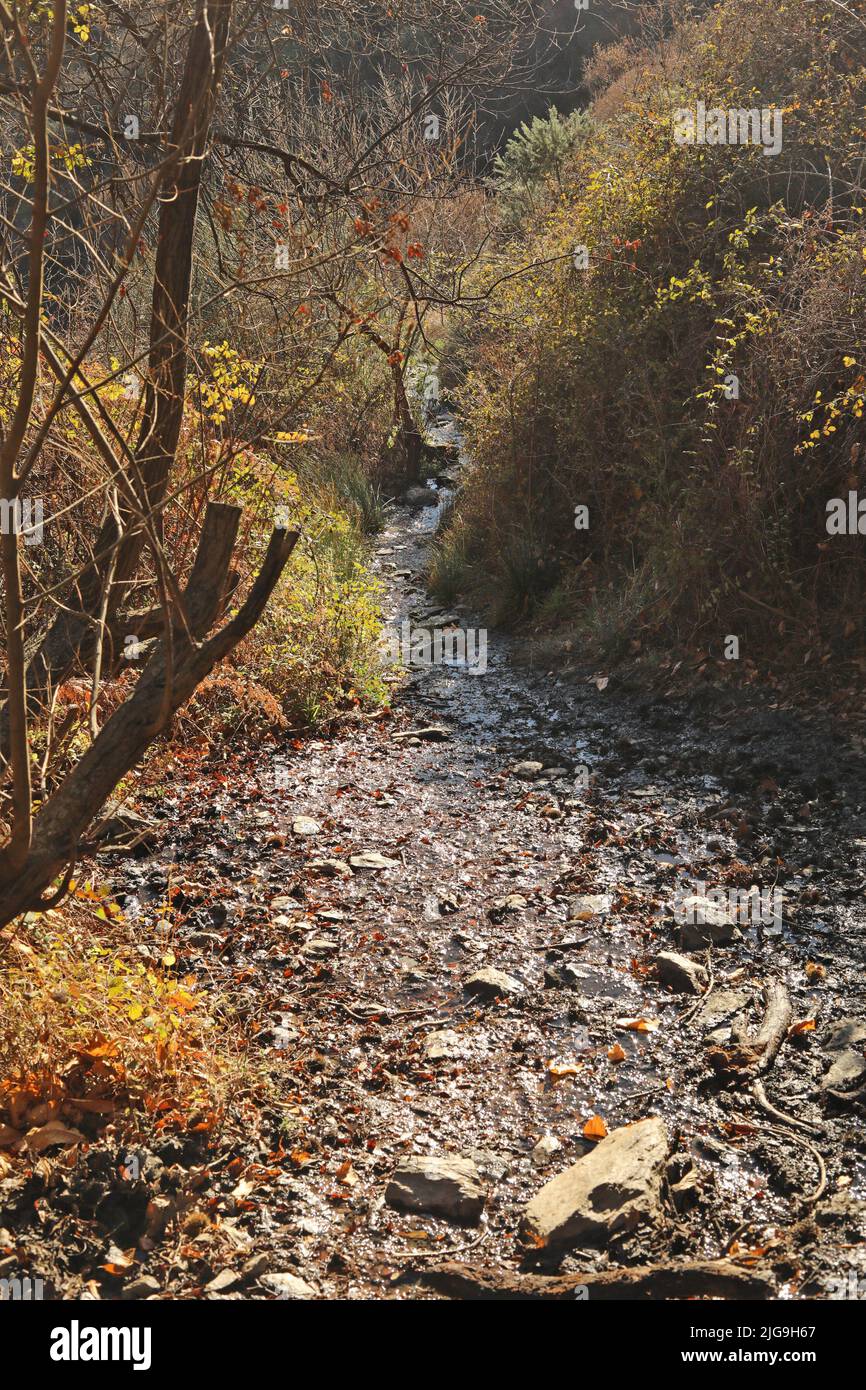 Nature landscape: path with fence and tree in autumn Stock Photo - Alamy