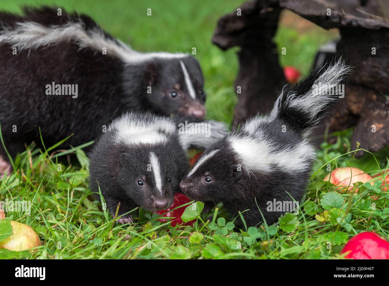 Striped Skunk (Mephitis mephitis) Kits Nose Together Over Apple Adult ...