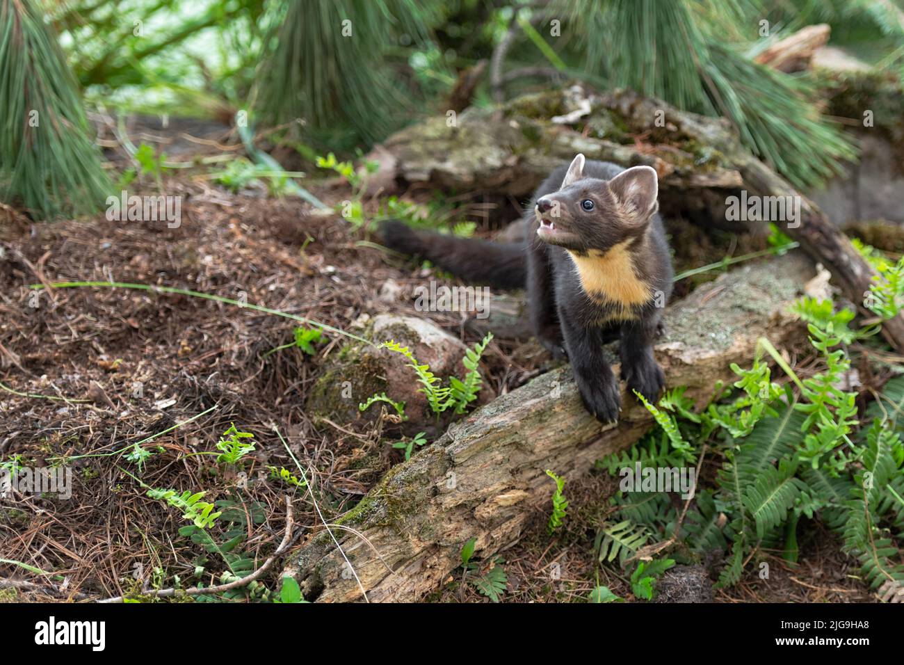 American Pine Marten (Martes americana) Kit Looks Up and to Left Summer ...