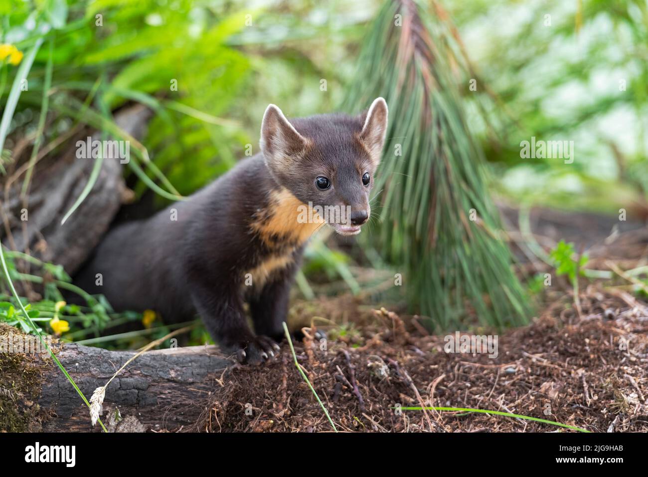 American Pine Marten (Martes americana) Kit Emerges From Under Logs ...
