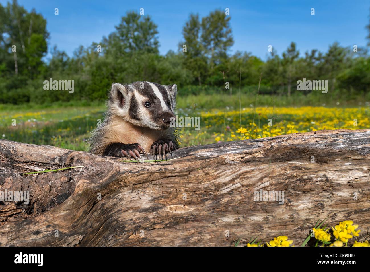 North American Badger (Taxidea taxus) Cub Leans Over Log Claws Extended ...