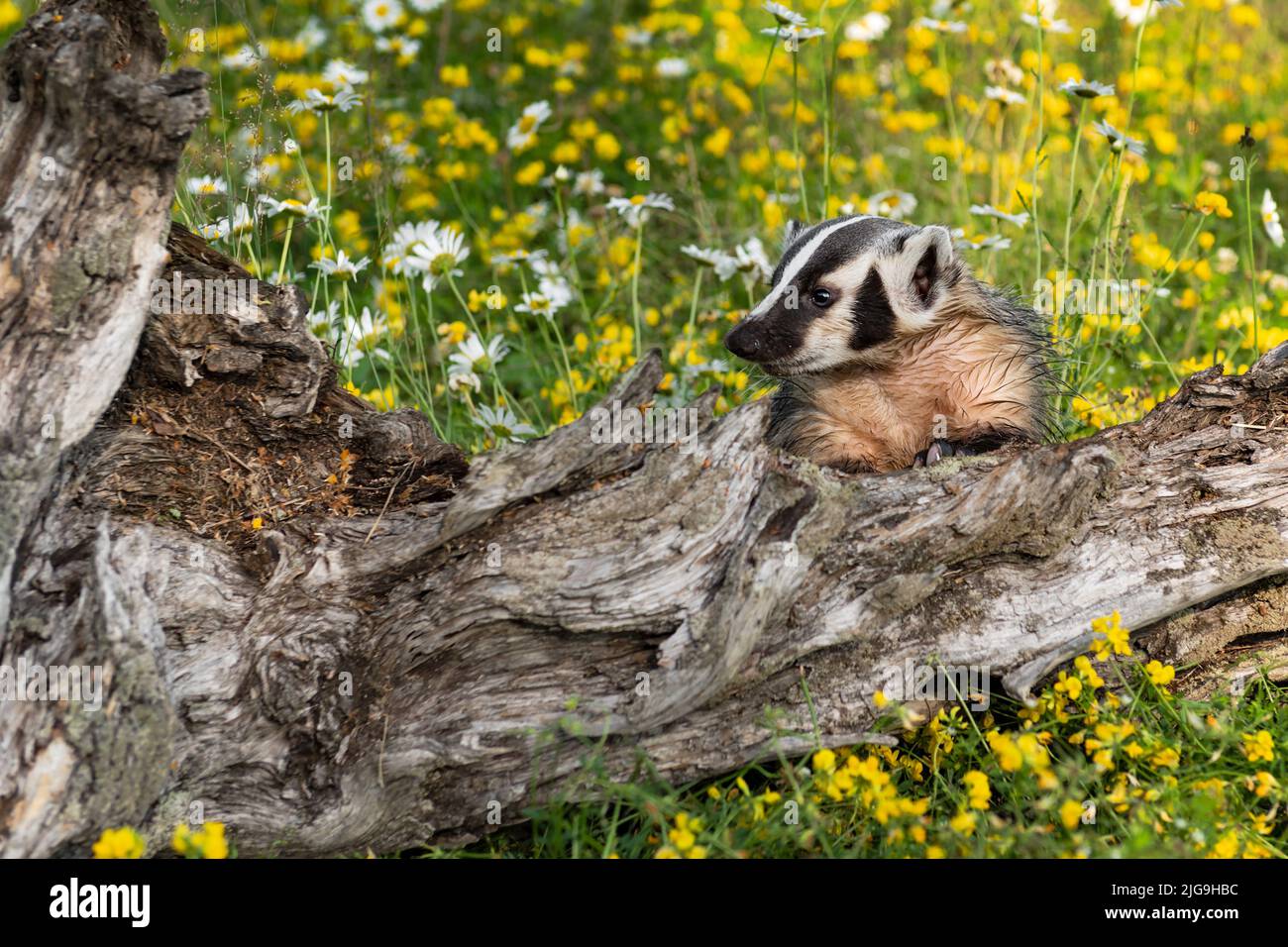 North American Badger (Taxidea taxus) Cub Leans on Log Looking Left ...