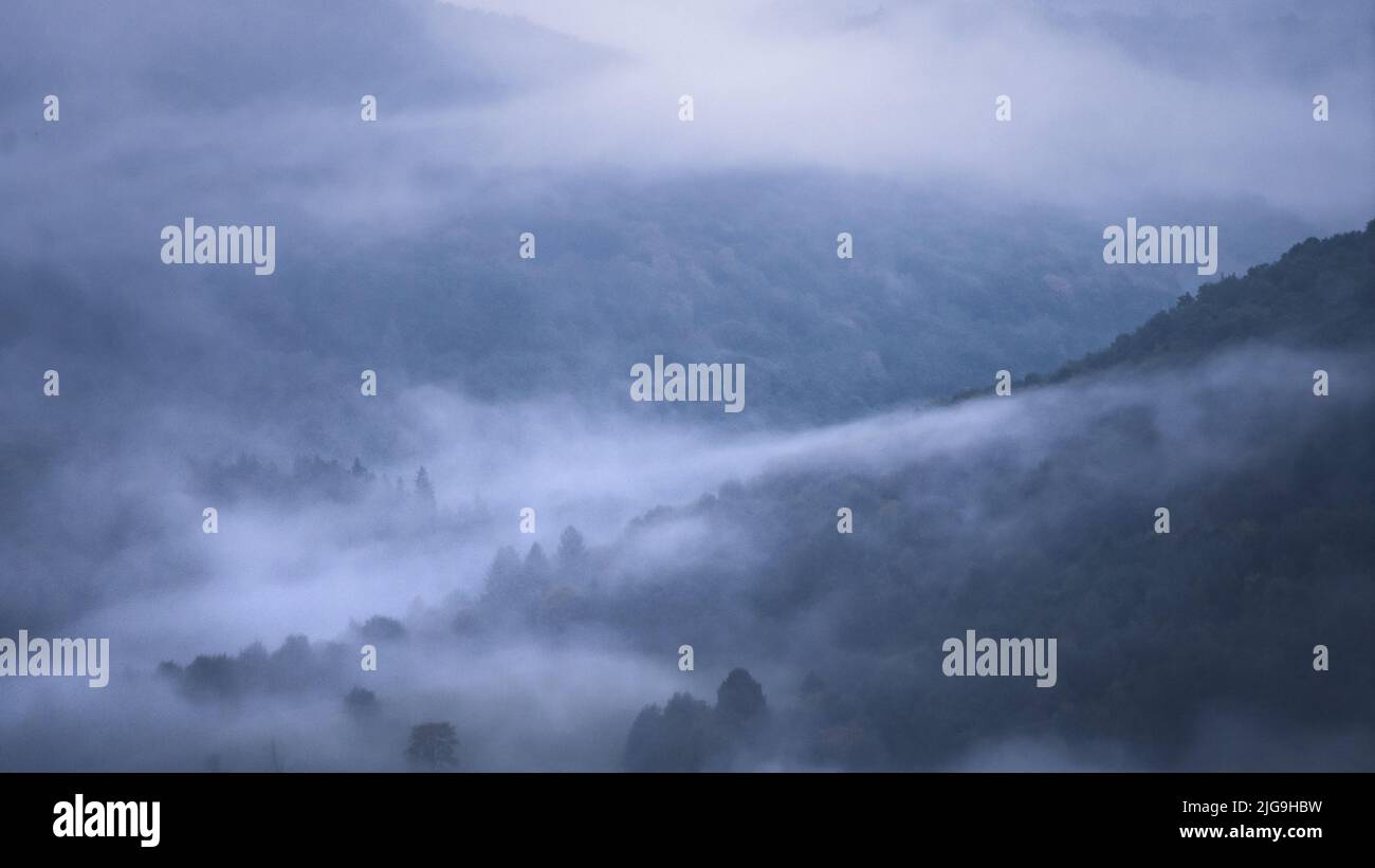 Dense forest shrouded by a thick fog, Slovakia, Europe Stock Photo - Alamy