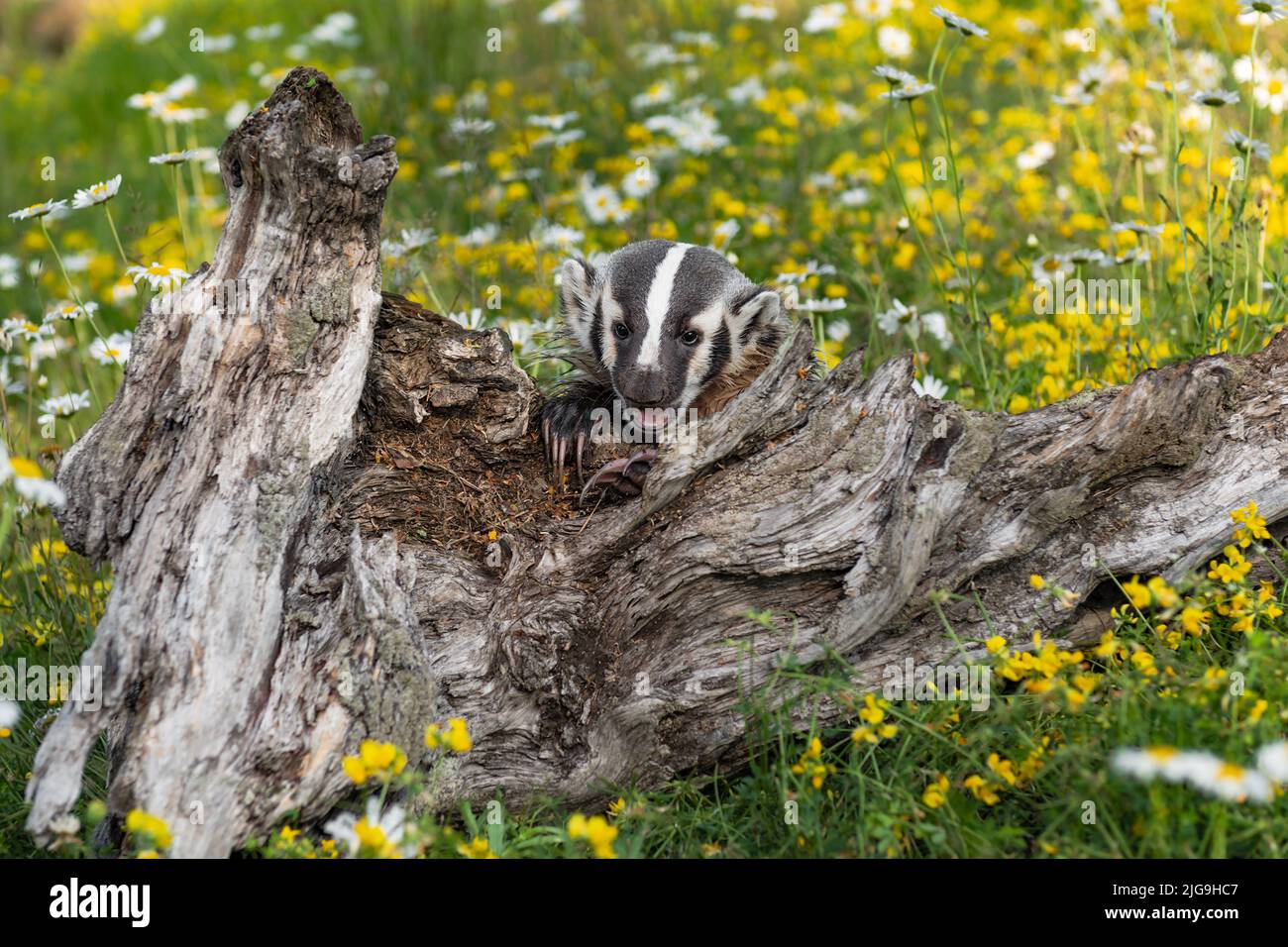 North American Badger (Taxidea taxus) Cub Pops Head Up Over Log Mouth ...