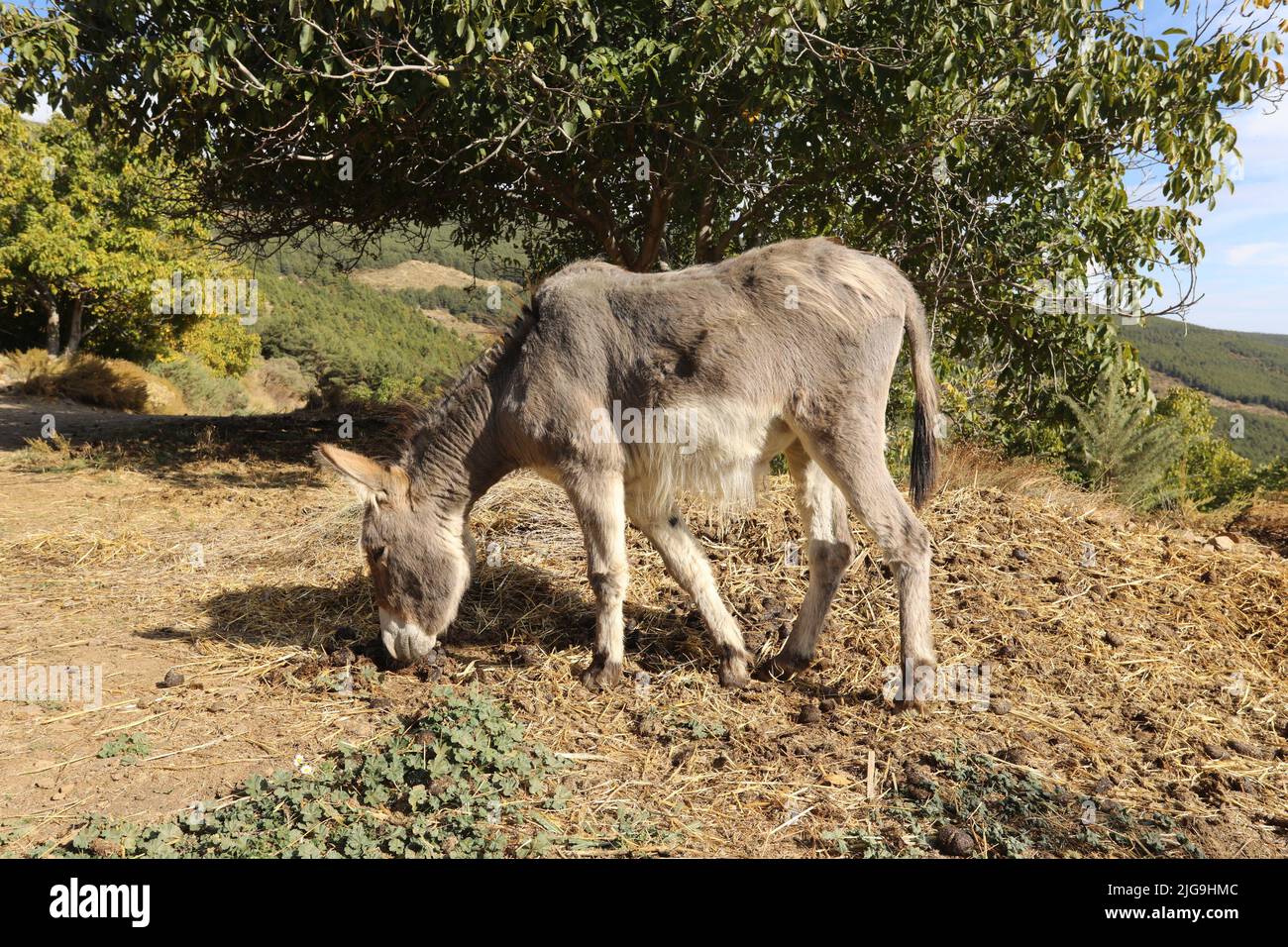Portrait on a donkey under a tree Stock Photo - Alamy