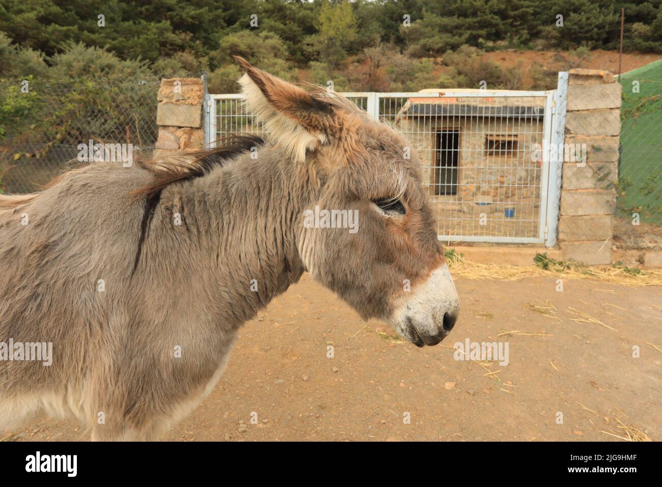 Portrait on a donkey under a tree Stock Photo - Alamy