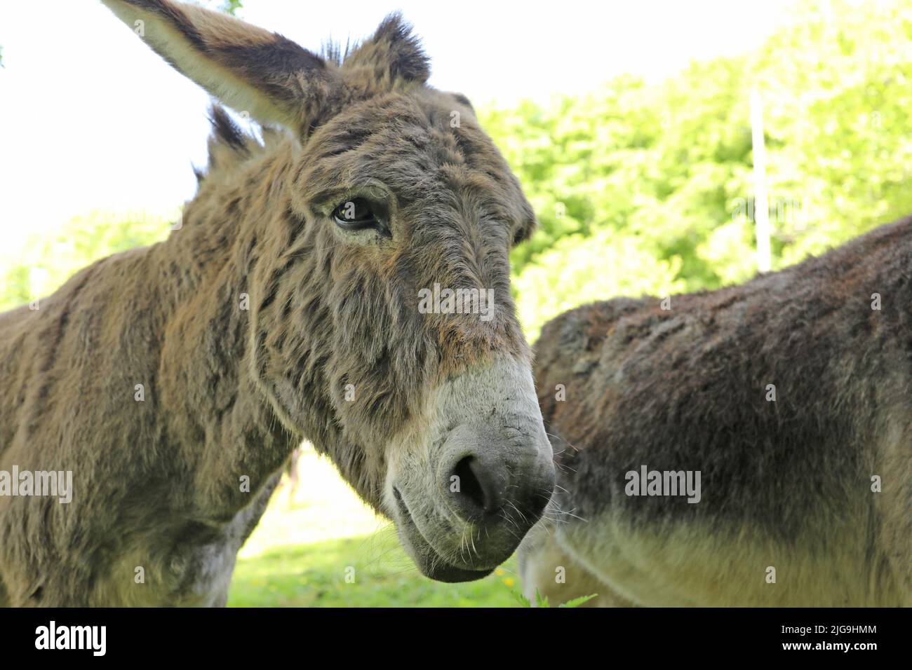 Donkey under tree hi-res stock photography and images - Alamy