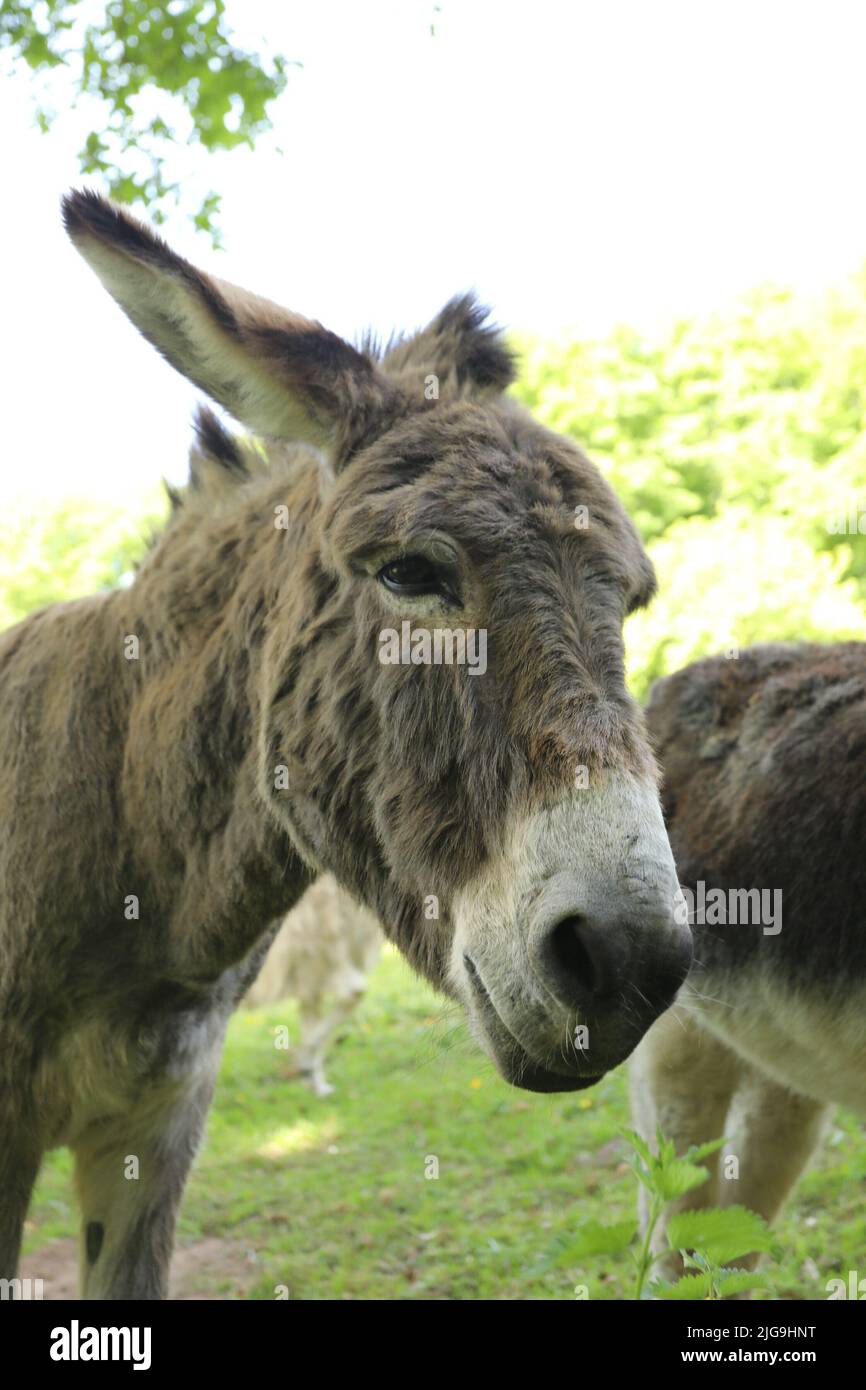 Portrait of a dressage horse hi-res stock photography and images - Alamy