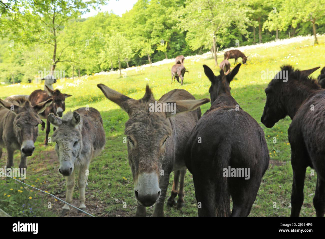 Breed donkeys hi-res stock photography and images - Alamy