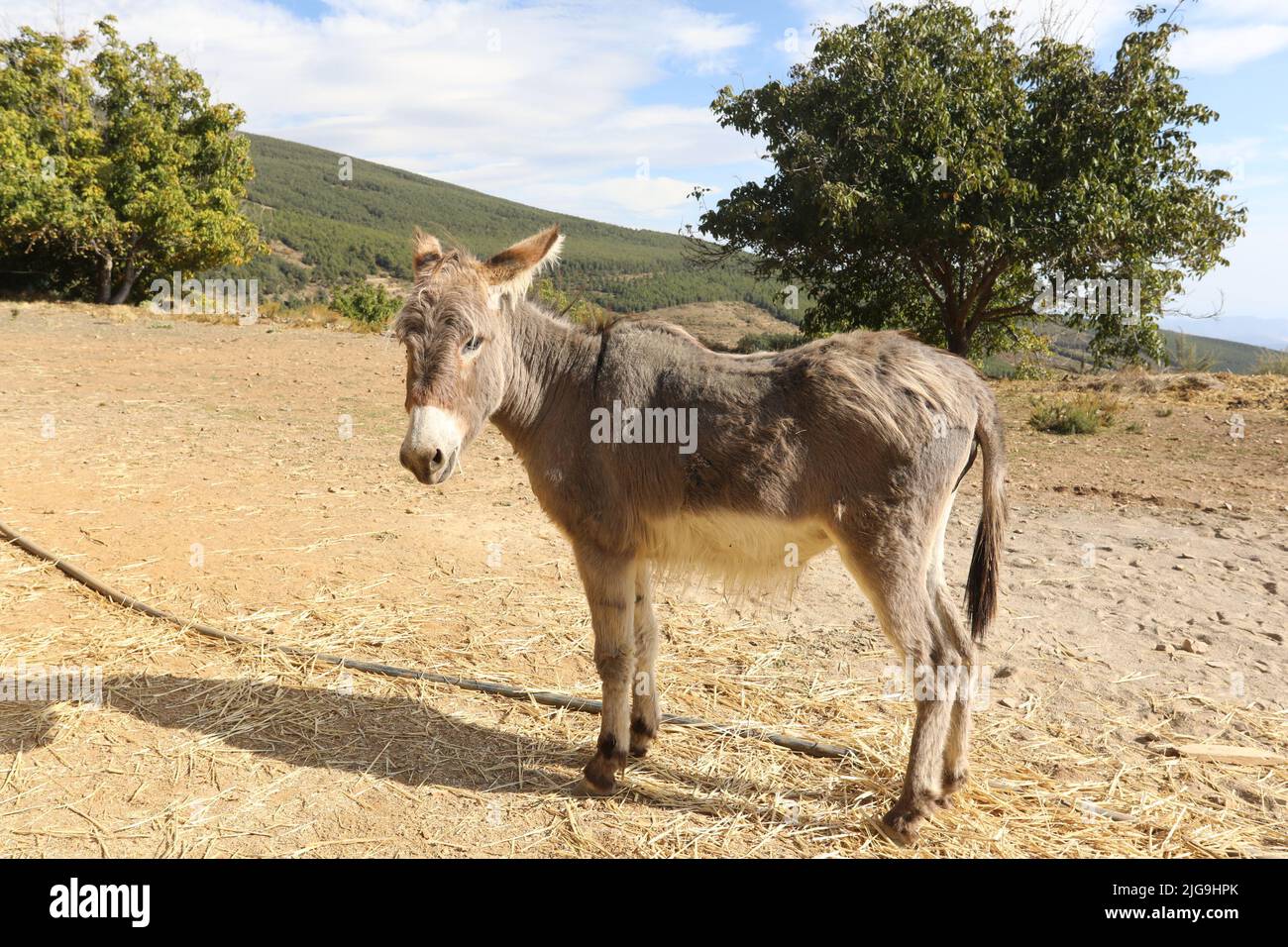 Portrait on a donkey under a tree Stock Photo - Alamy