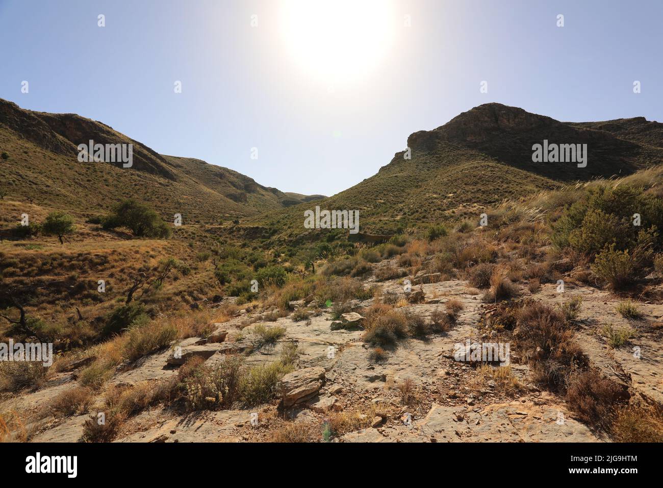 Mountain view with a lot of trees and path in the wild Stock Photo - Alamy