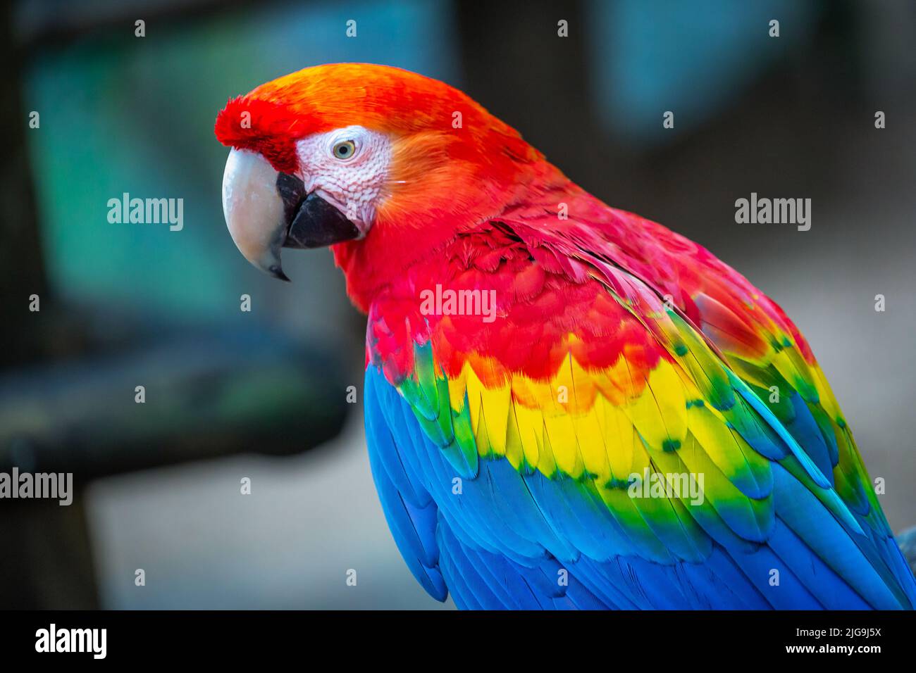 Colorful Macaw parrot back view wings Stock Photo - Alamy