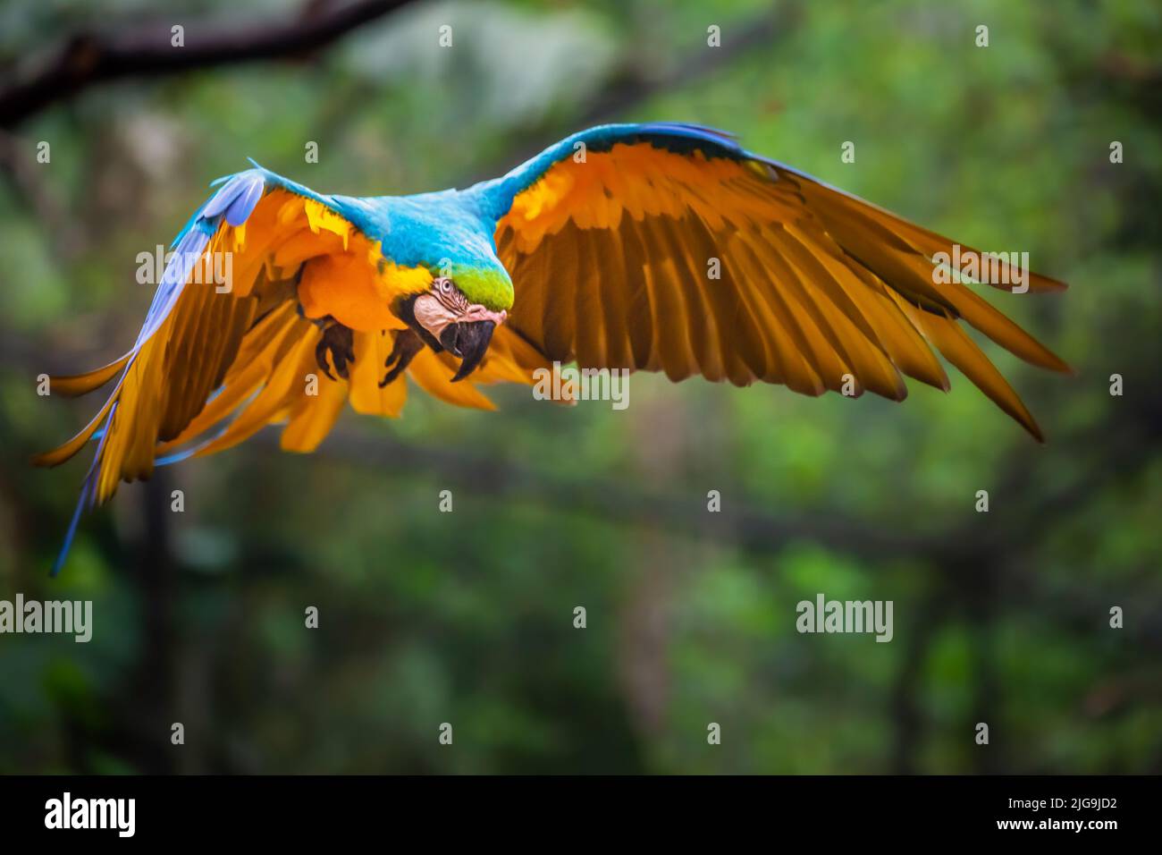 Yellow and blue Macaw parrot with open wings hunting in Pantanal ...