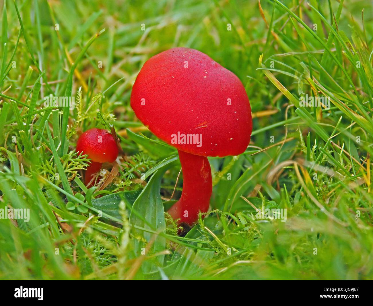 Scarlet Waxcap fungus (Hygrocybe coccinea) on ancient grassland in ...