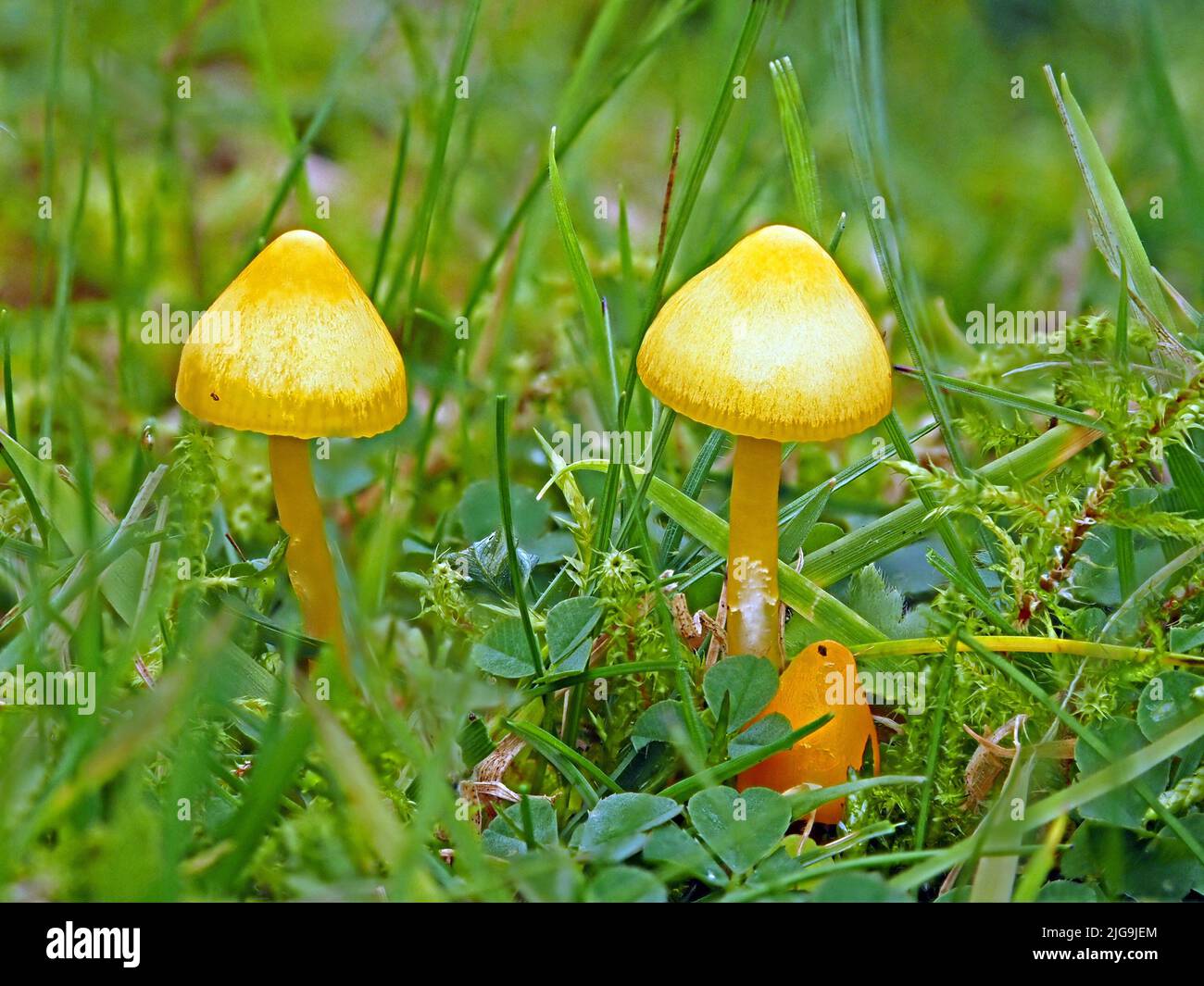 Golden Waxcap fungus (hygrocybe chlorophana) on ancient grassland in ...